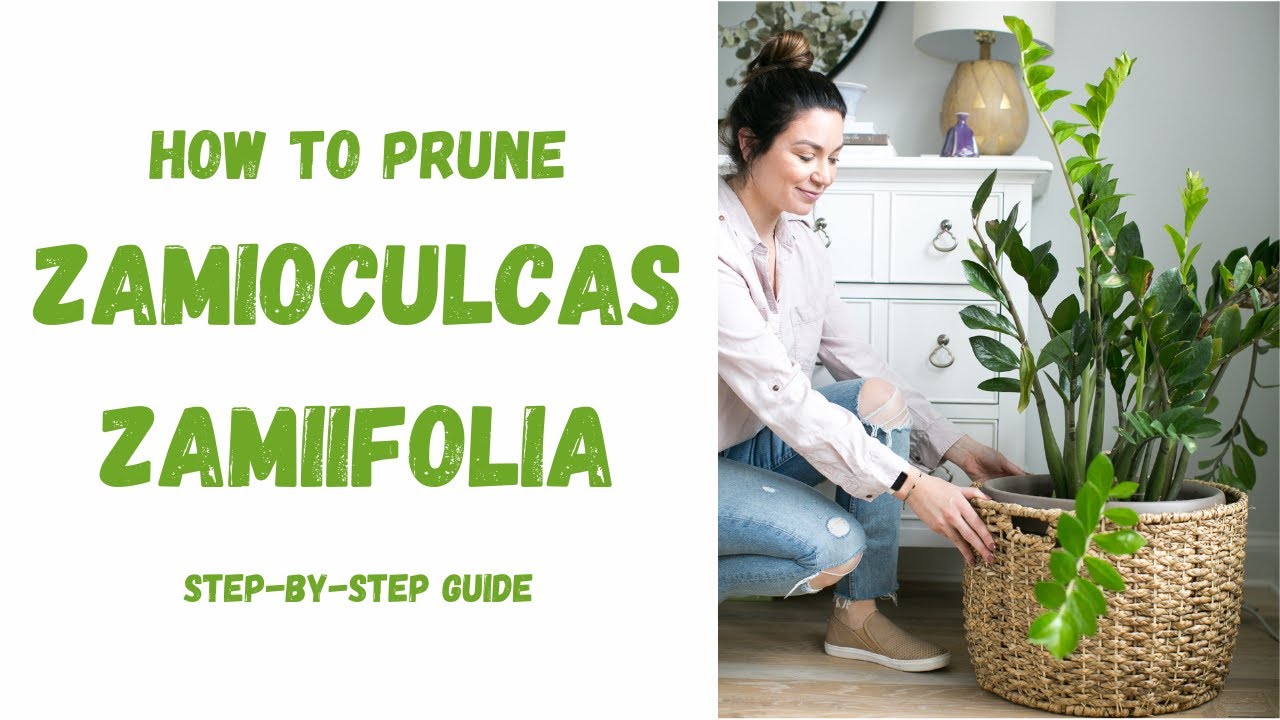 “How to Prune a ZZ Plant: Step-by-Step Guide for Healthy Growth” # ...
