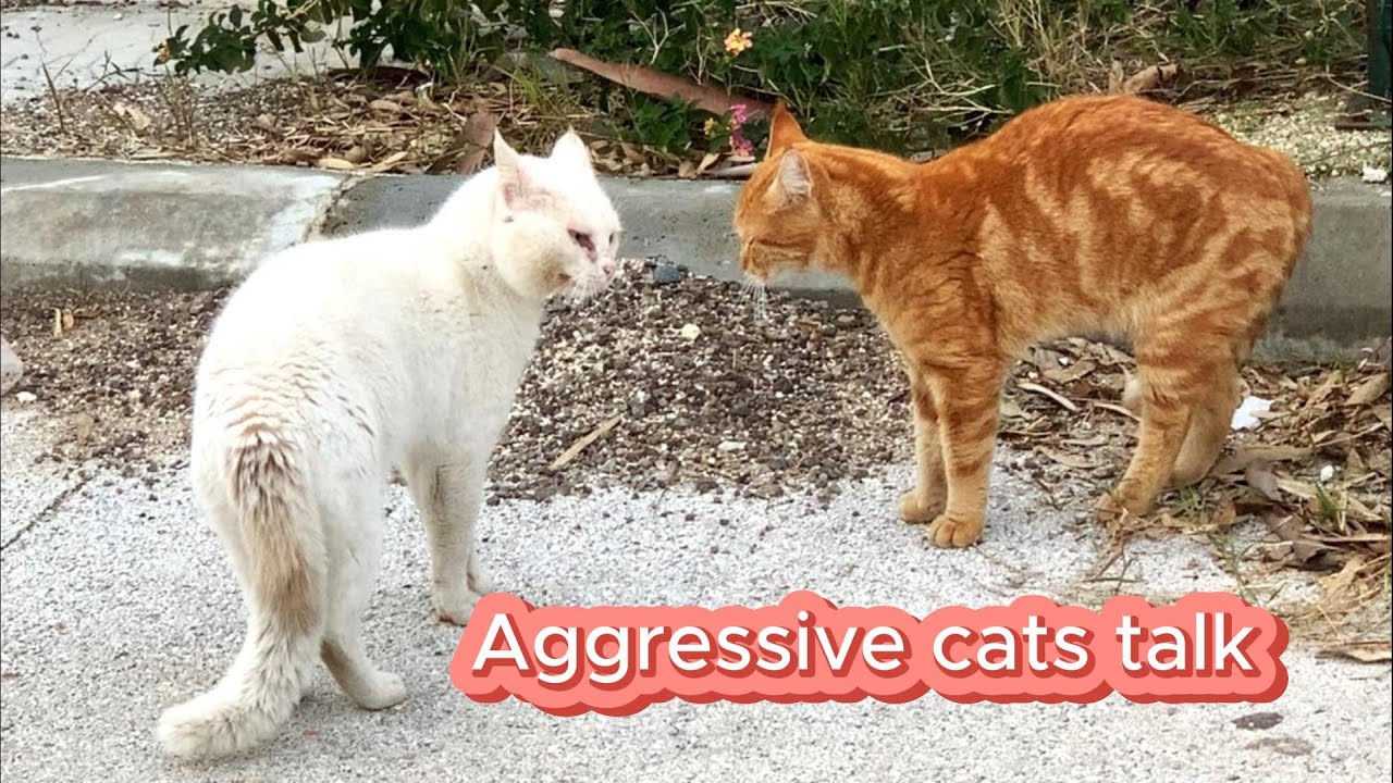 Aggressive talk street cats - YouTube