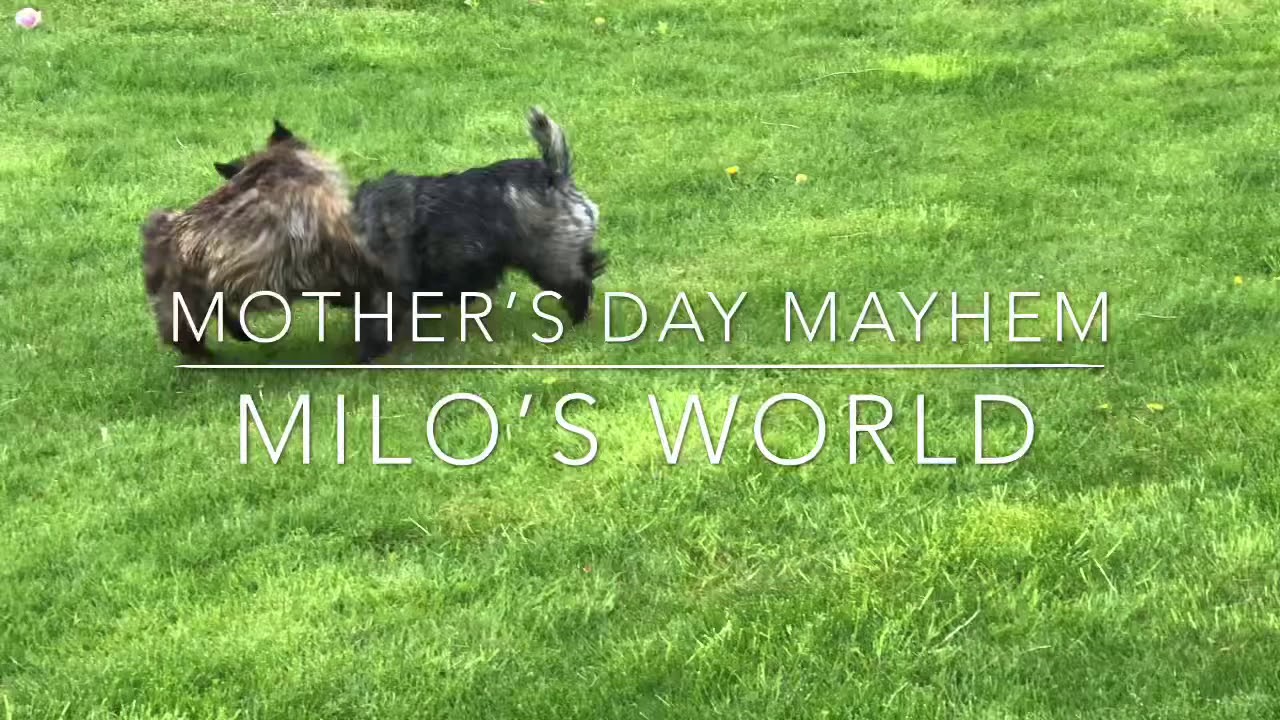 Milo’s World - YouTube