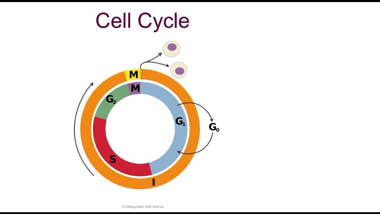 Unit 4 Topic 6+7 Part 1 (Cell Cycle and Mitosis) - YouTube