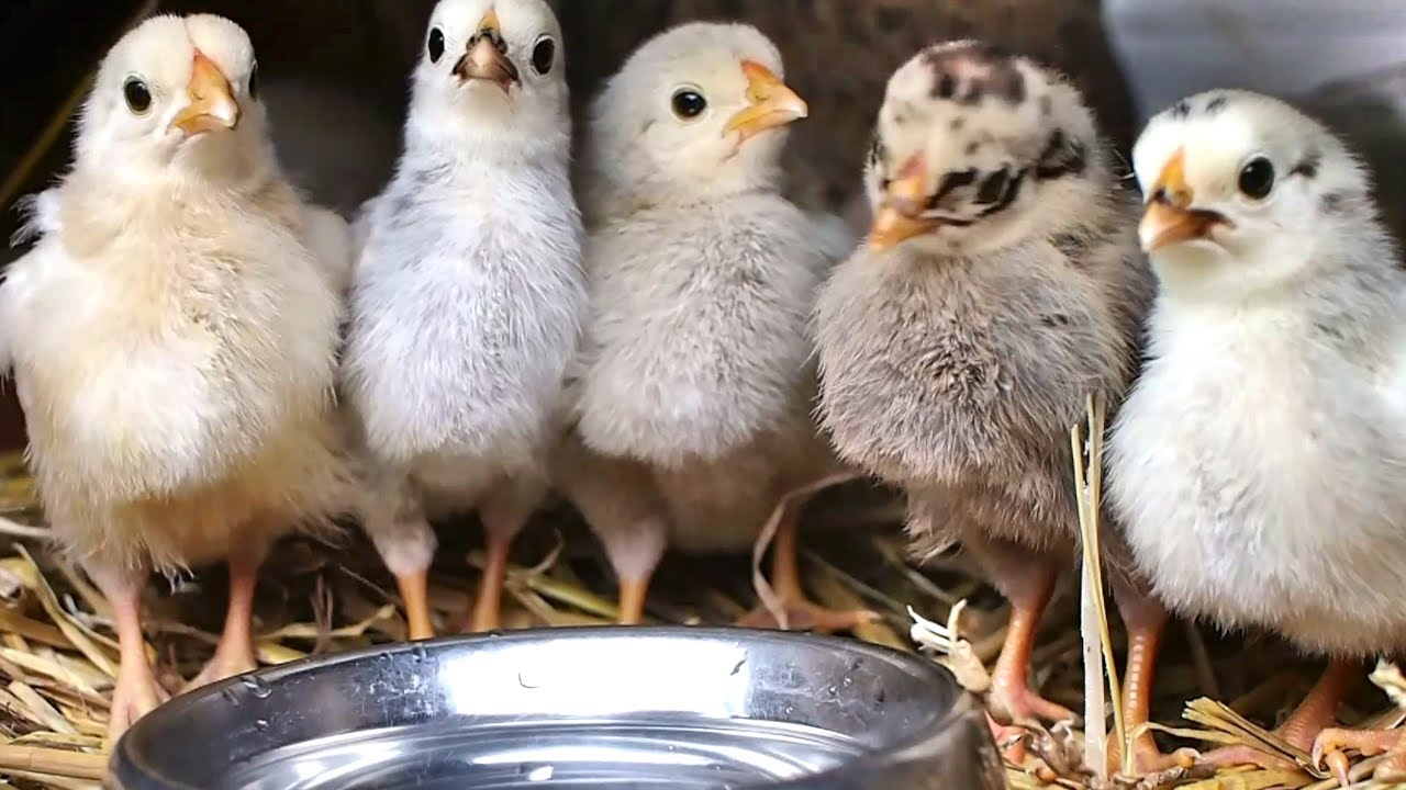 Chicks drinking water - YouTube