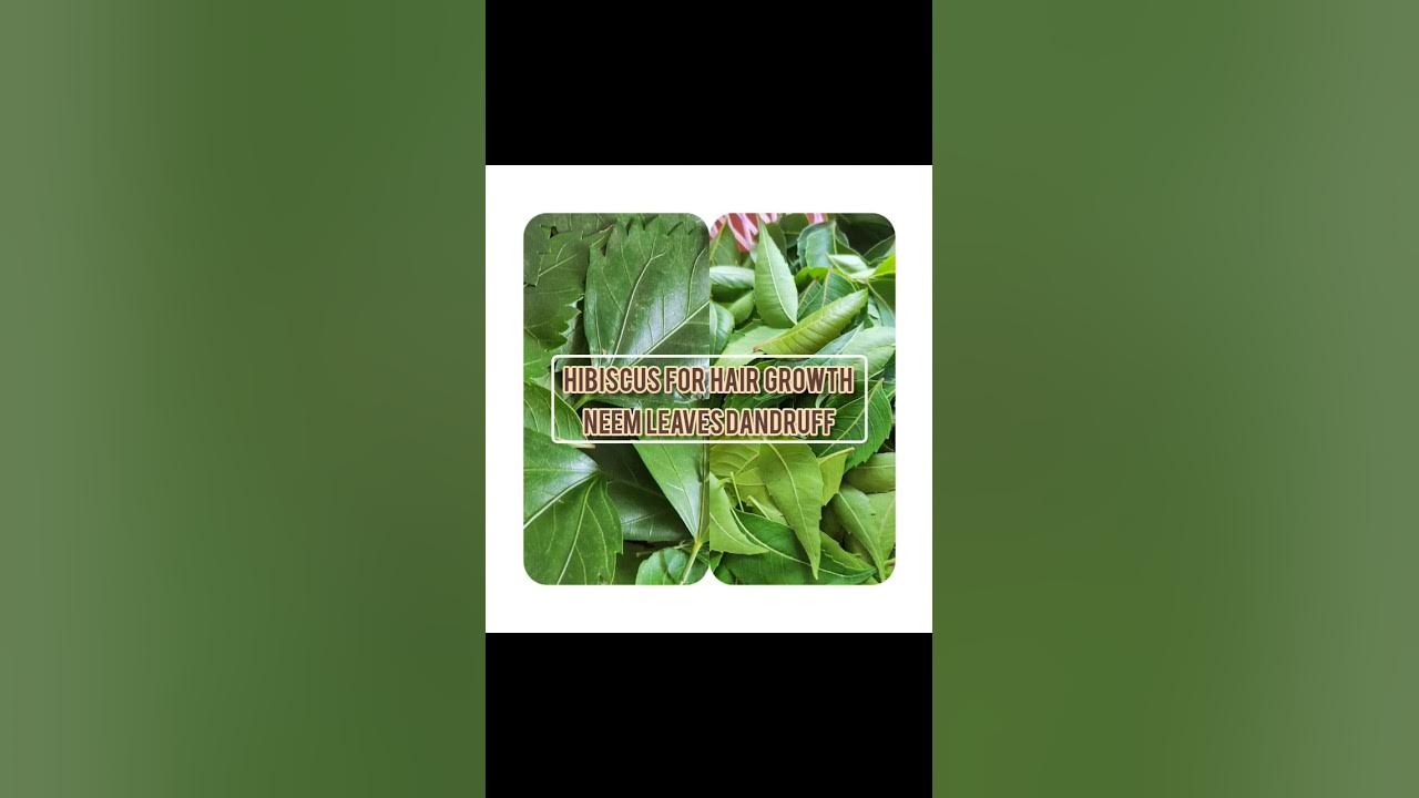Hibiscus Hair Mask For Hair Growth Neem Leaves For Dandruff hairgrowth hibiscus-hair-mask-for-hair-growth-neem-leaves-for-dandruff-hairgrowth