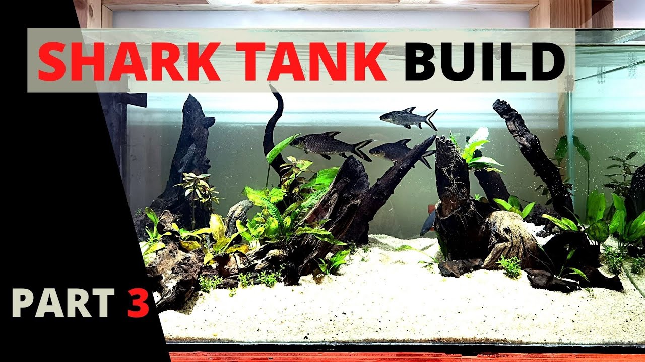 Shark Tank Build | Planting | Adding Fish | Part 3 - YouTube