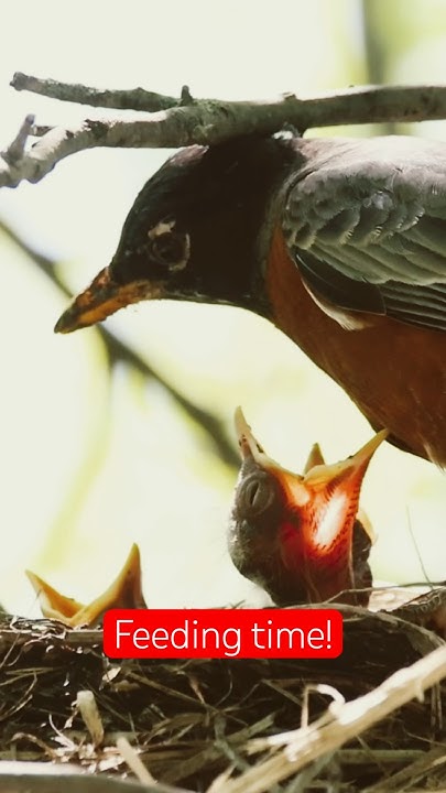 Feeding time for American Robin chicks. #birds #chicks #feeding #Robins ...