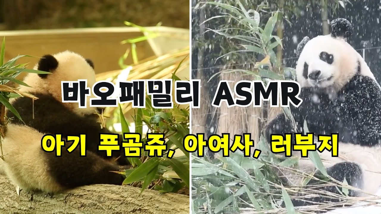 바오패밀리 Asmr 푸바오 🐼😘💕 아이바오 🐼🥰 러바오 🐼😍 에버랜드 Panda Youtube