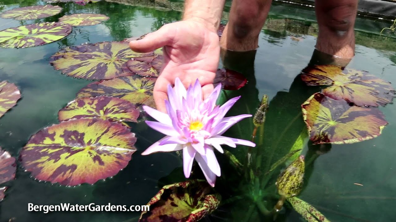 Nymphaea 'Foxfire' Annual Waterlily - YouTube