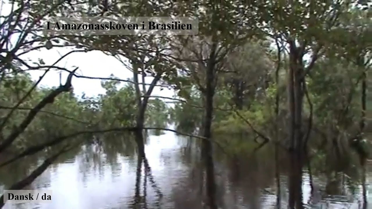 Brasiliansk Amazonas regnskov - Amazonlandskab - YouTube