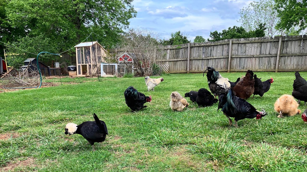 Free Ranging A backyard Flock - YouTube