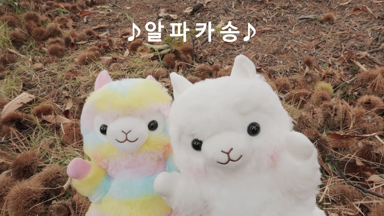알파카송 뮤비 ★ 알파카월드 마스코트 "파카"출연 뮤직비디오 / ALPACA song★ Music video - YouTube