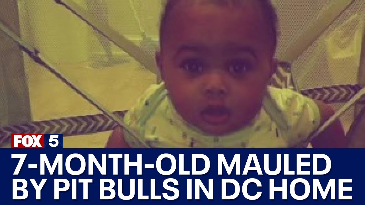 7-month-old mauled by pit bulls inside DC home left 'fighting for his ...