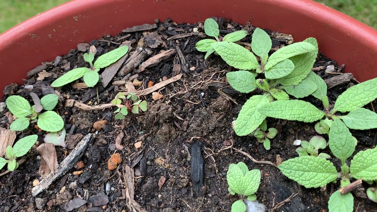 Blue Salvia Seedlings Growing! - YouTube