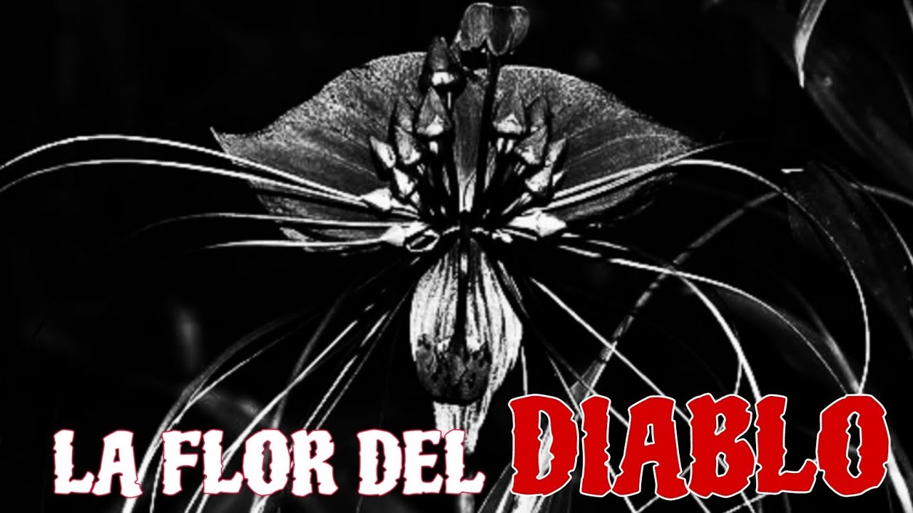 LA FLOR DE BAMBU-LA FLOR DEL DIABLO-HISTORIAS DE TERROR - YouTube
