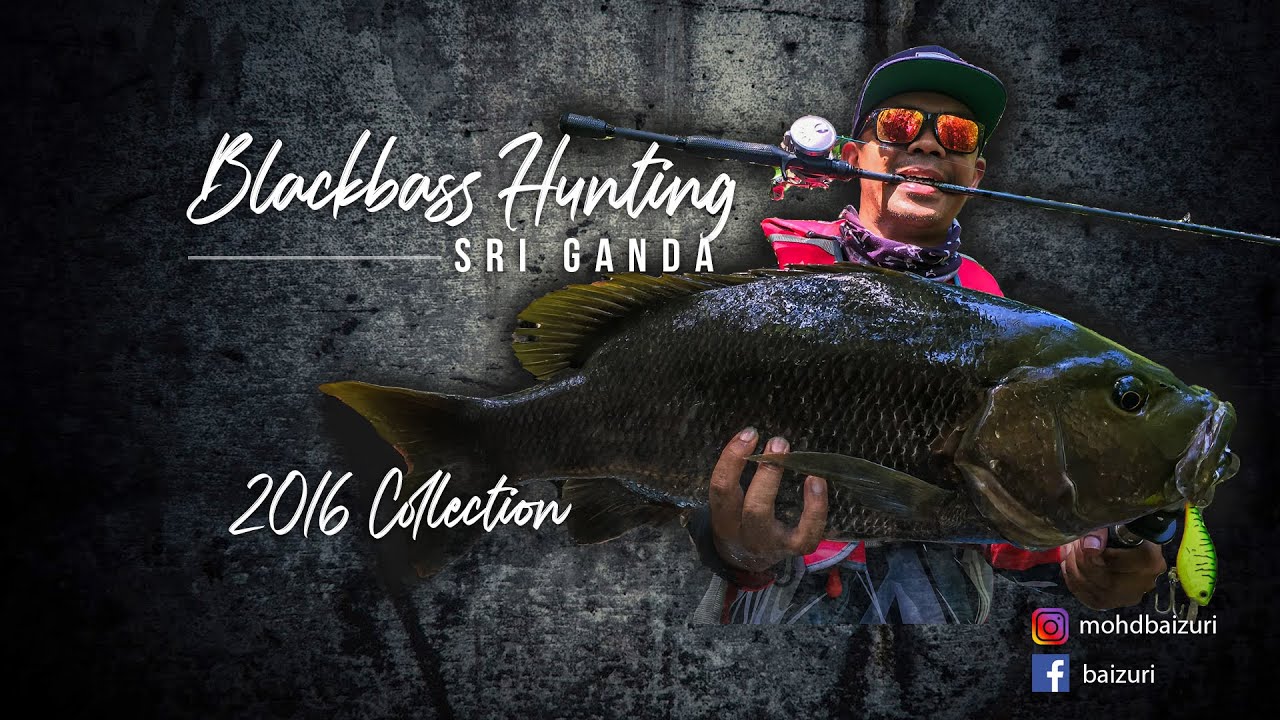 Blackbass - Kanai - Sri Ganda - Sabah, Malaysia - YouTube