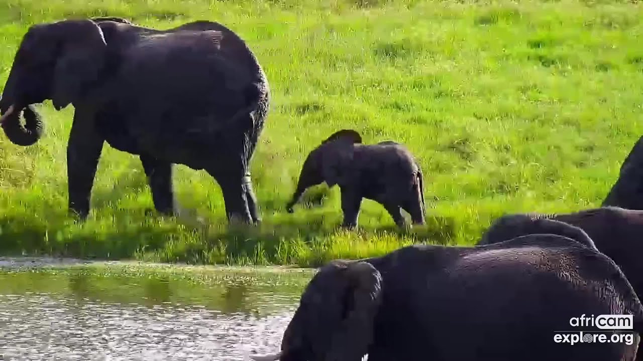 Elephants: Breeding herd with tiny calves. Tembe: Jan 1 2023, 4:30 PM SAST, explore.org - YouTube