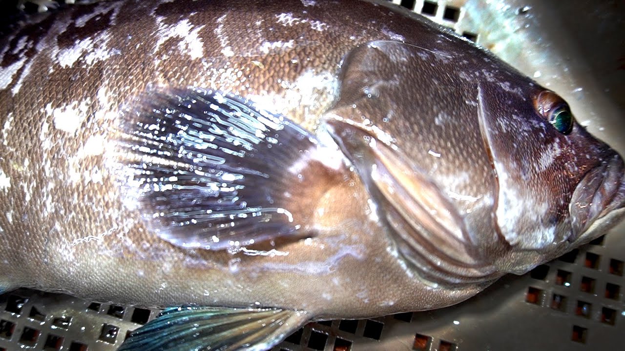 How to fillet large Kelp Grouper fish / Korean Street Sashimi / Grouper ...