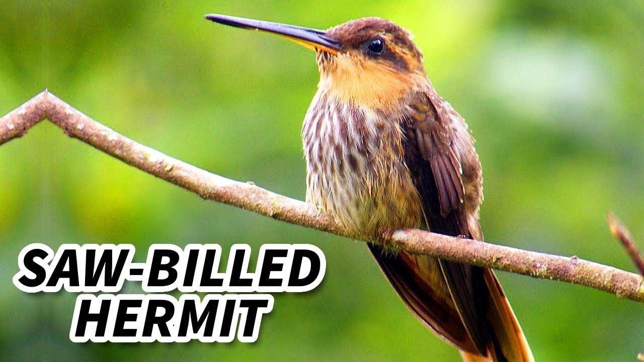 Saw-billed Hermit Facts: a HUGE Hummingbird 🌸 Animal Fact Files - YouTube
