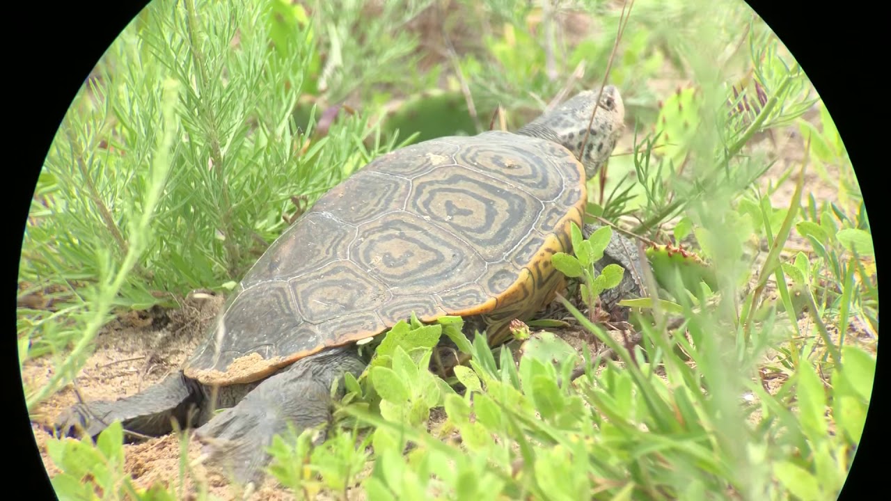 Terrapin nesting at Jamaica Bay Wildlife Refuge - YouTube