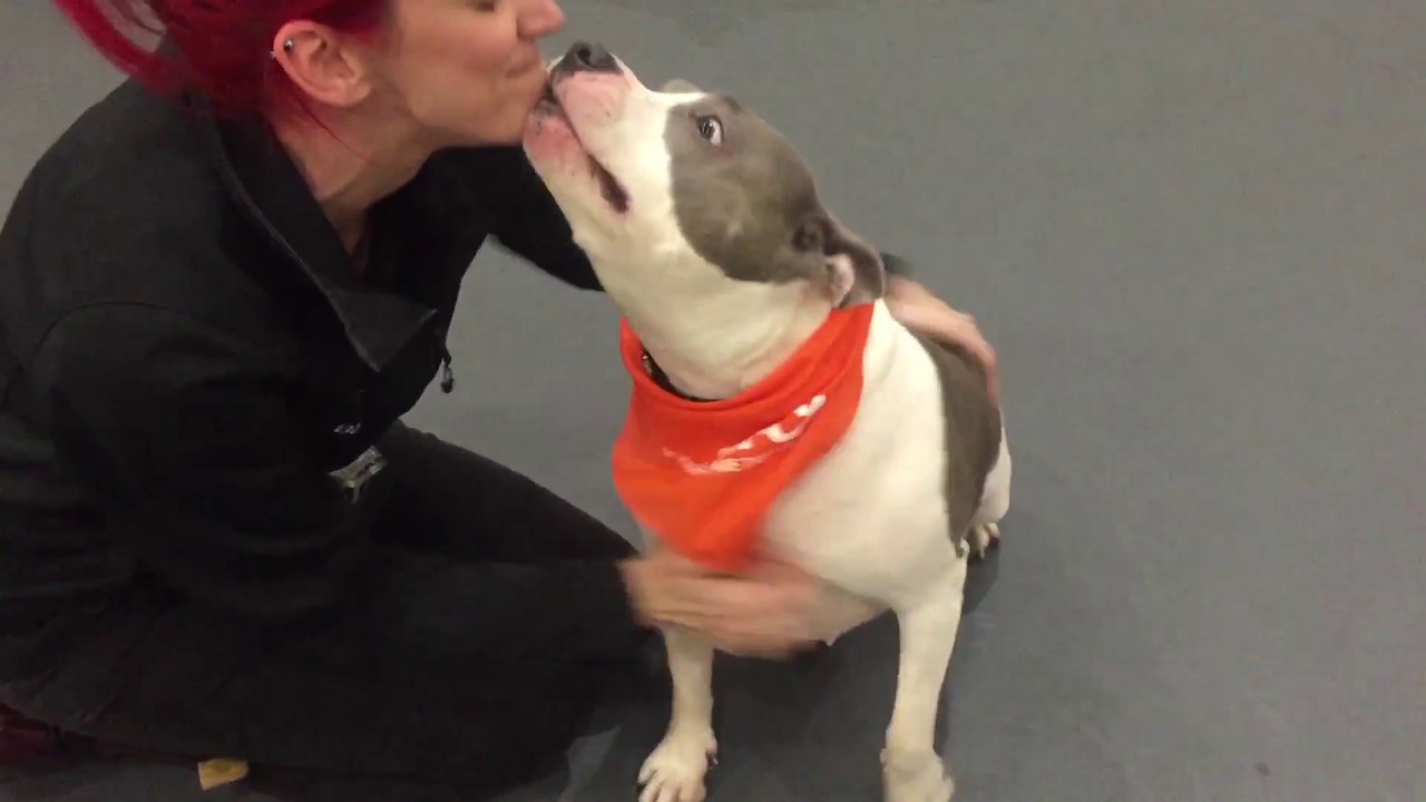 Deaf Dog Blue Learns Sign Language YouTube deaf-dog-blue-learns-sign-language-youtube