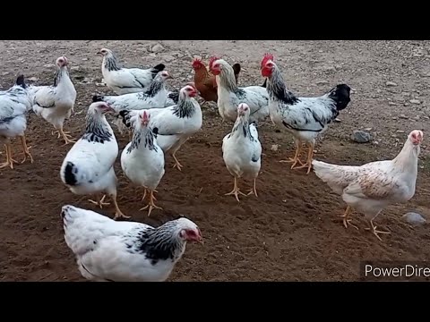 SEREBRIST TOYUĞU ILE SUSSEKS TOYOĞUNU NECE SECMEK OLAR ?