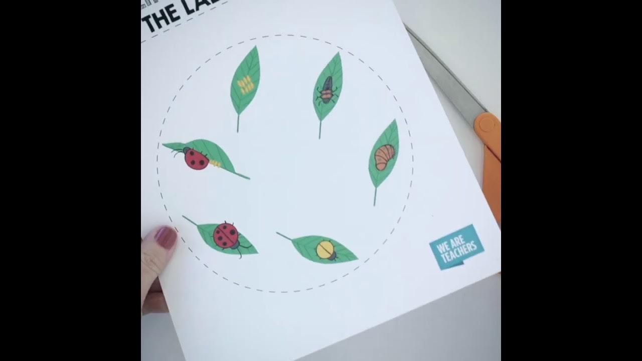 Teach Life Cycle With Paper Plates and Free Printables - YouTube