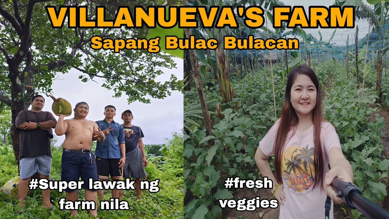 VILLANUEVA'S FARM in SAPANG BULAC DRT BULACAN | FRESH VEGGIE'S ...