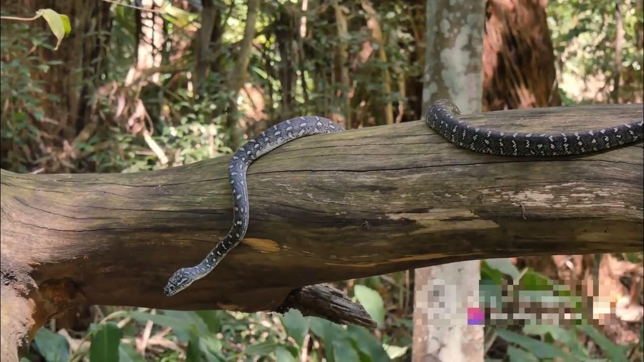 Python Enigma: Florida's Battle for Wildlife Supremacy - YouTube