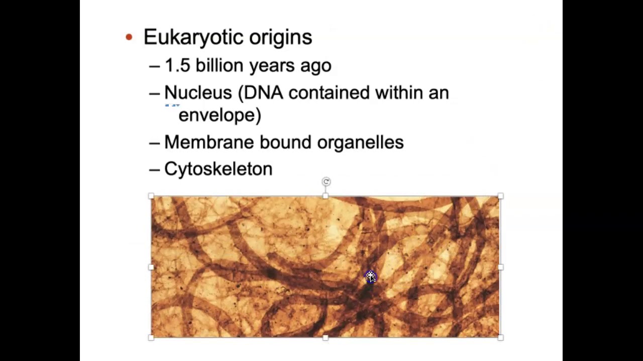 Biology 112 Protists Part 1 Youtube