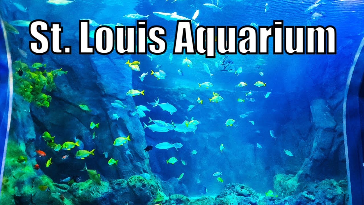 St. Louis Aquarium at Union Station Full Tour - YouTube