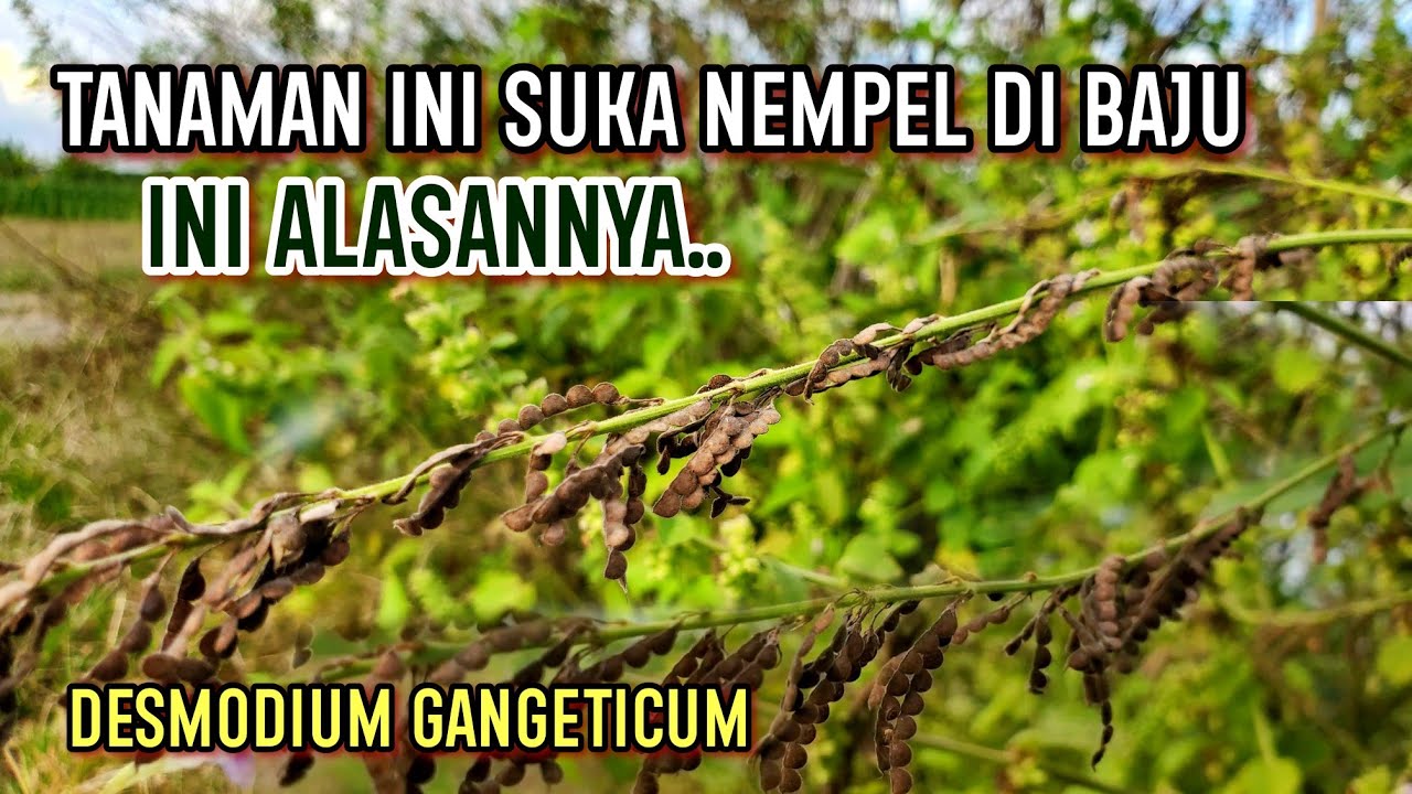 TANAMAN INI SUKA NEMPEL DI BAJU, TERNYATA INI ALASANNYA!! Desmodium ...
