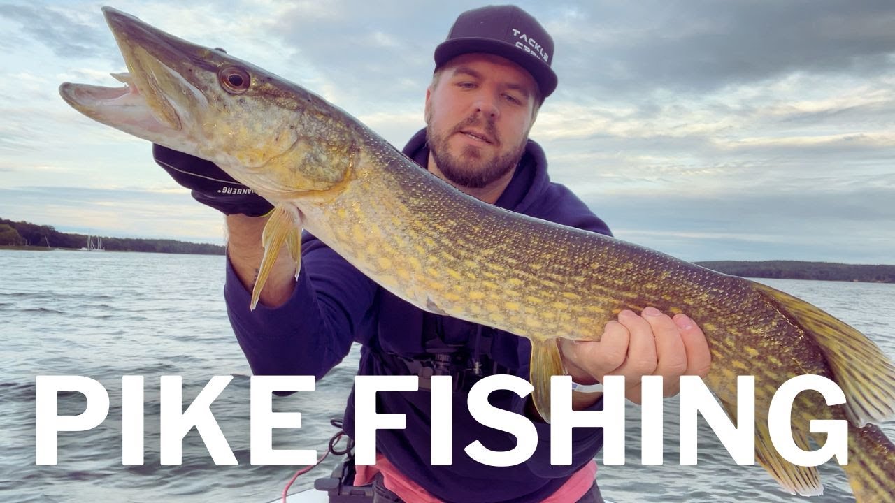 Shimano Calcutta Conquest & Gator Elixir | PIKE FISHING - YouTube