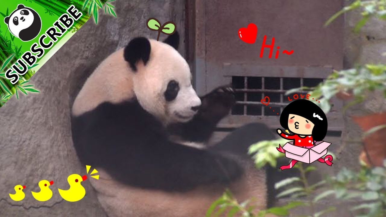 Forever Itchy Panda Scratching Himself By The Door | iPanda - YouTube