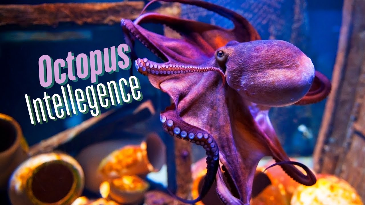 What Makes OCTOPUSES So Intelligent? - YouTube
