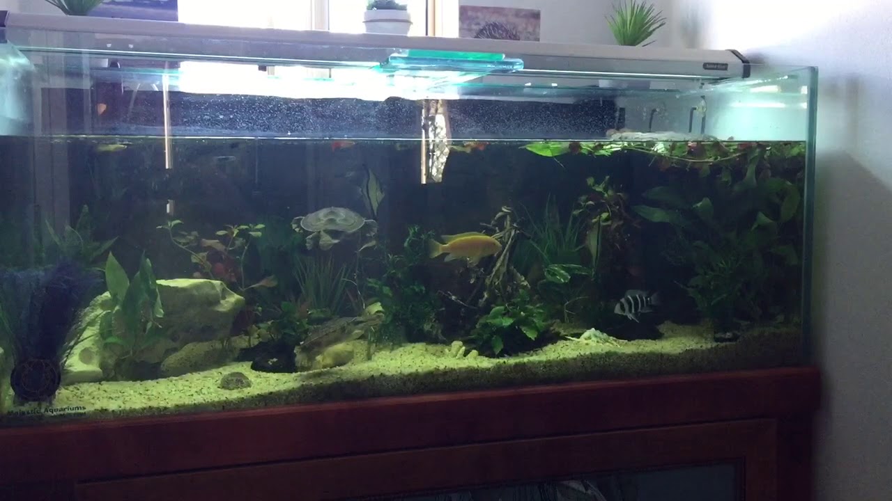Turtle tank fish mix - YouTube