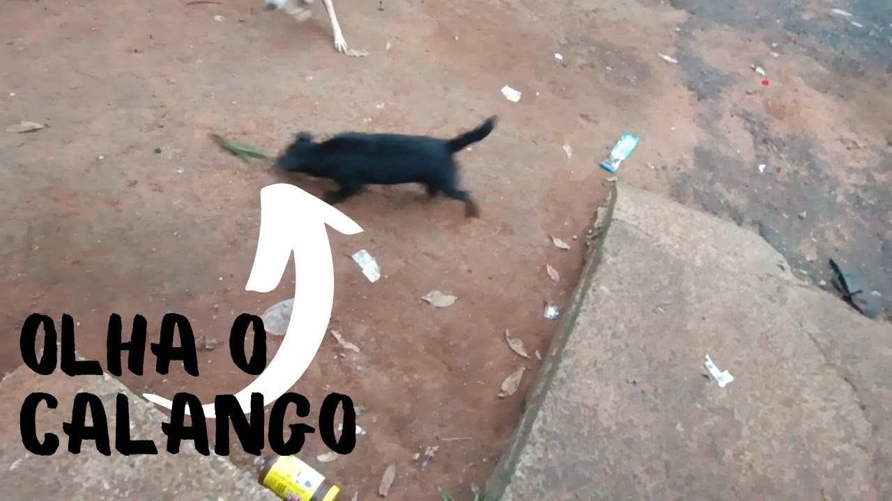 olha o calango - YouTube
