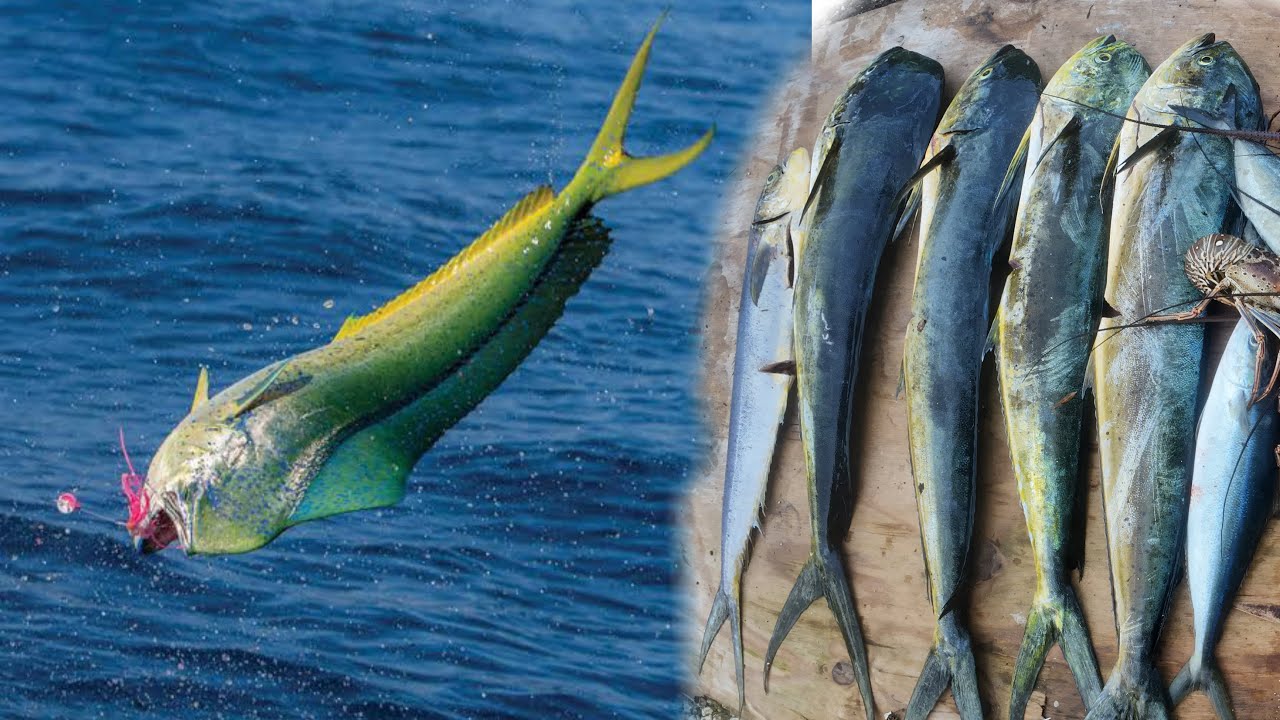 Huge Mahi Mahi Caught In Jamaica To Feed Our People🇯🇲 - YouTube