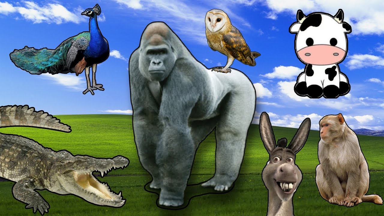 Beautiful Zoo Animals - Gorilla, Crocodile, Donkey, Peacock, Owl, Cow ...