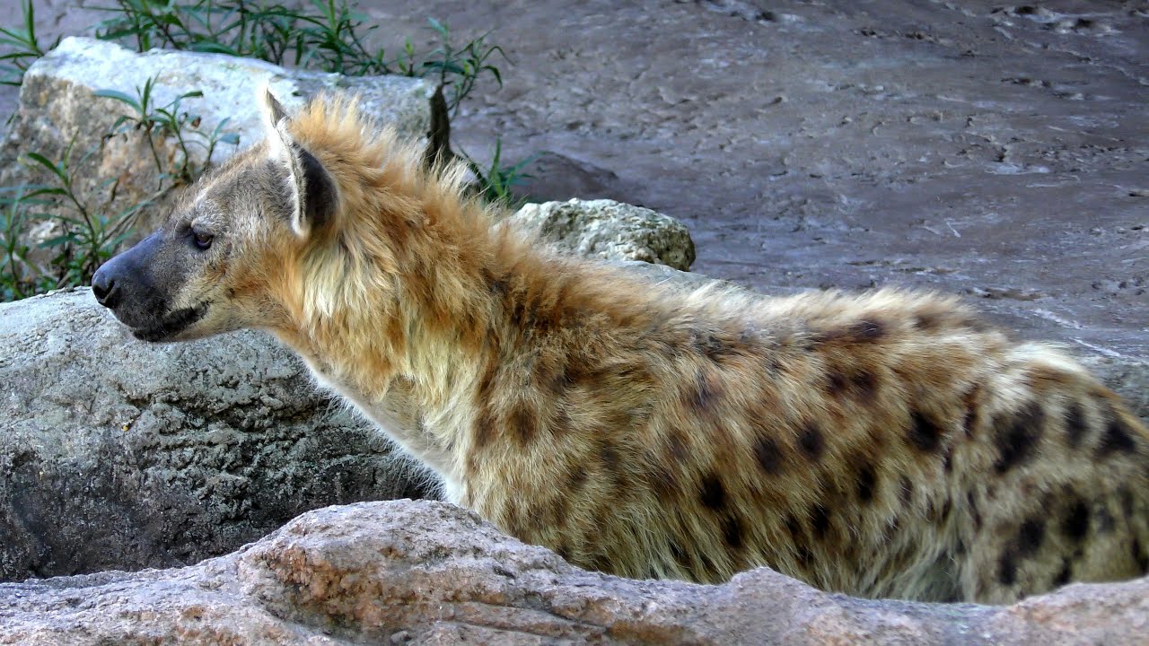 Hyena Stare UHD 4K FYV - YouTube