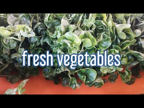 Wednesday morning looking fresh vegetables - YouTube