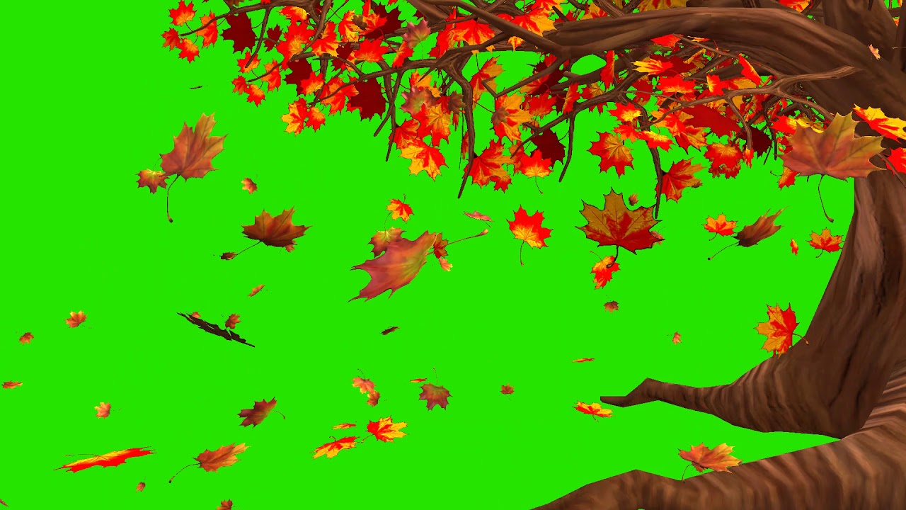 tree in the fall with falling leaves free green screen effct - YouTube