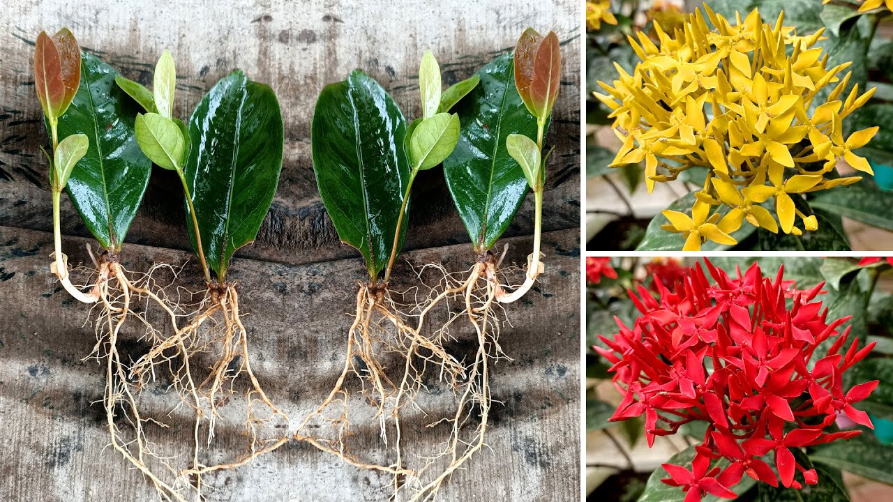 Tips for Propagation of Ixora flower by leaves, beautiful, healthy ...
