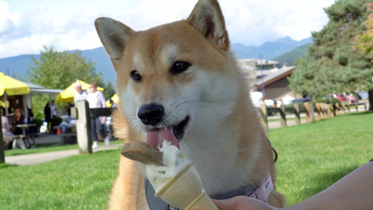 Shiba Inu eating Doggie Ice Cream - YouTube