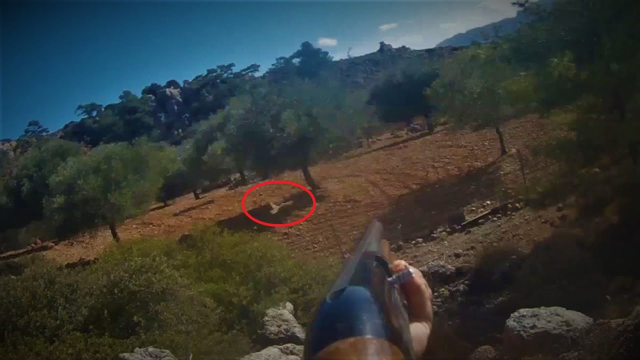 Κυνηγι μπεκατσας & περδικας τουφεκιες από κυνηγι λαγου #2 - YouTube