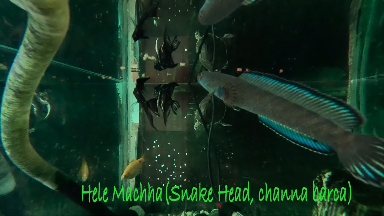 Snake Head (Hele Machha) - YouTube