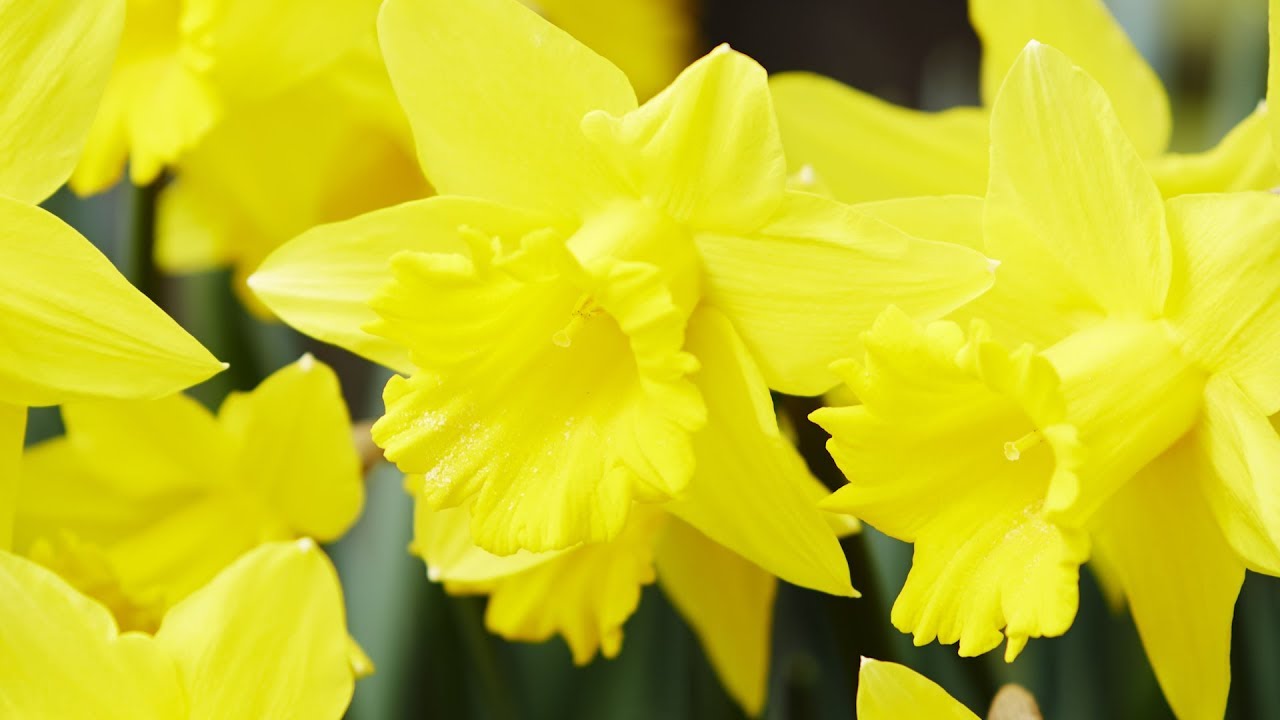 Peaceful music, Relaxing music, Instrumental music "Daffodils" by Tim ...