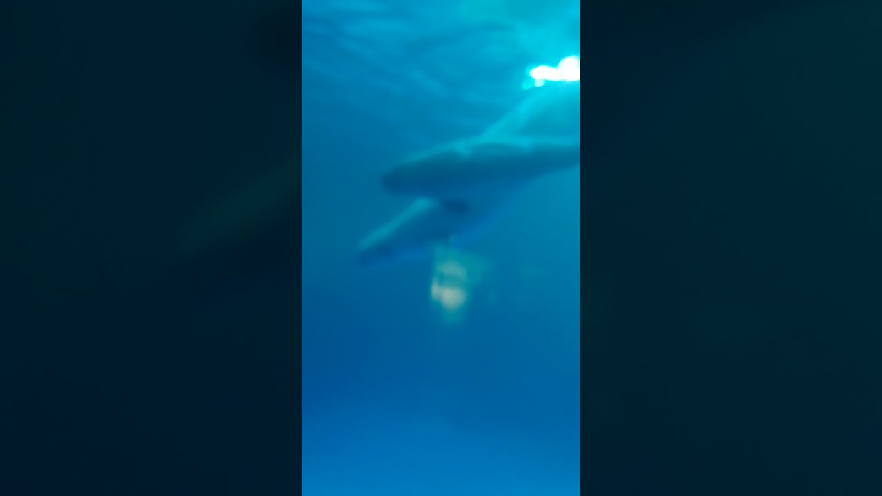 beluga whales - YouTube