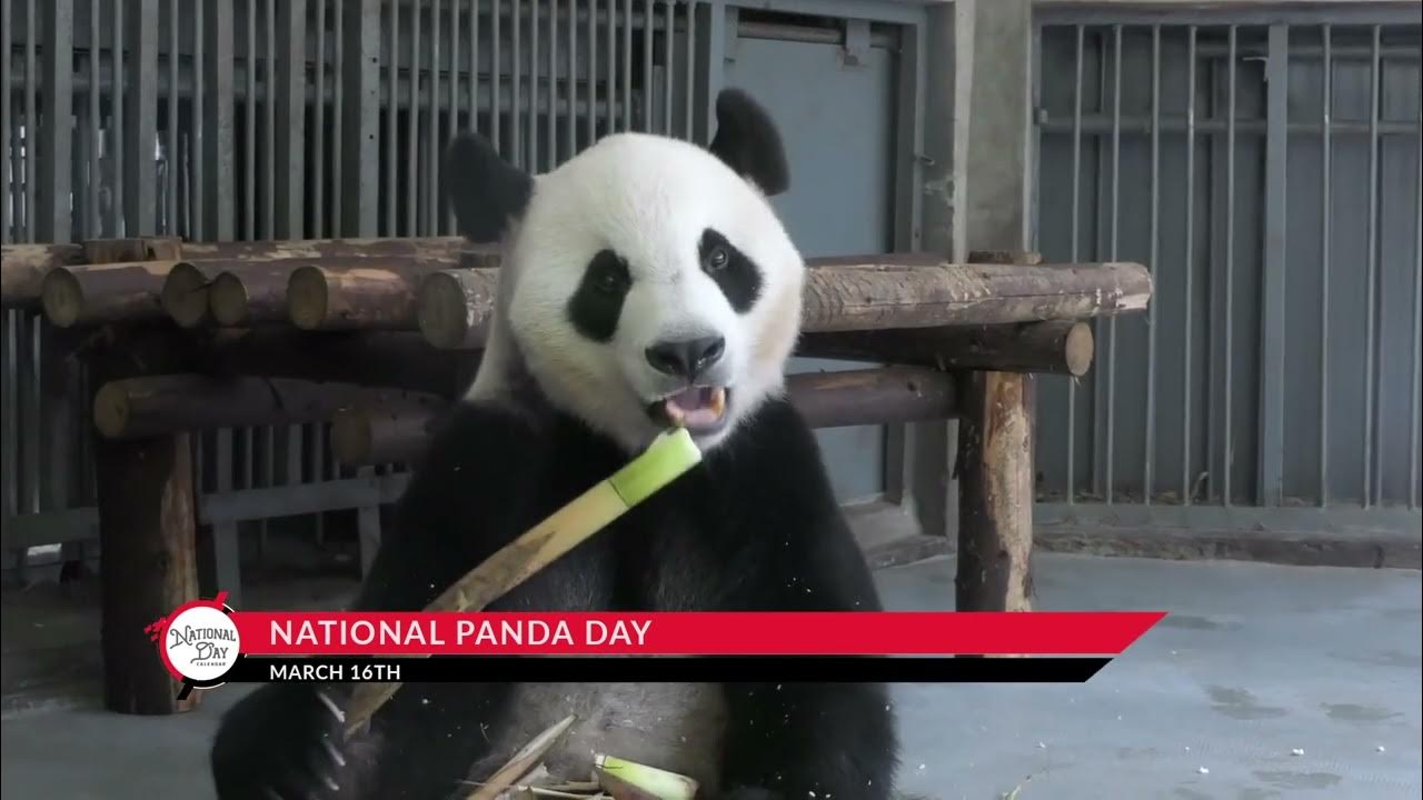 National Panda Day on March 16 - YouTube
