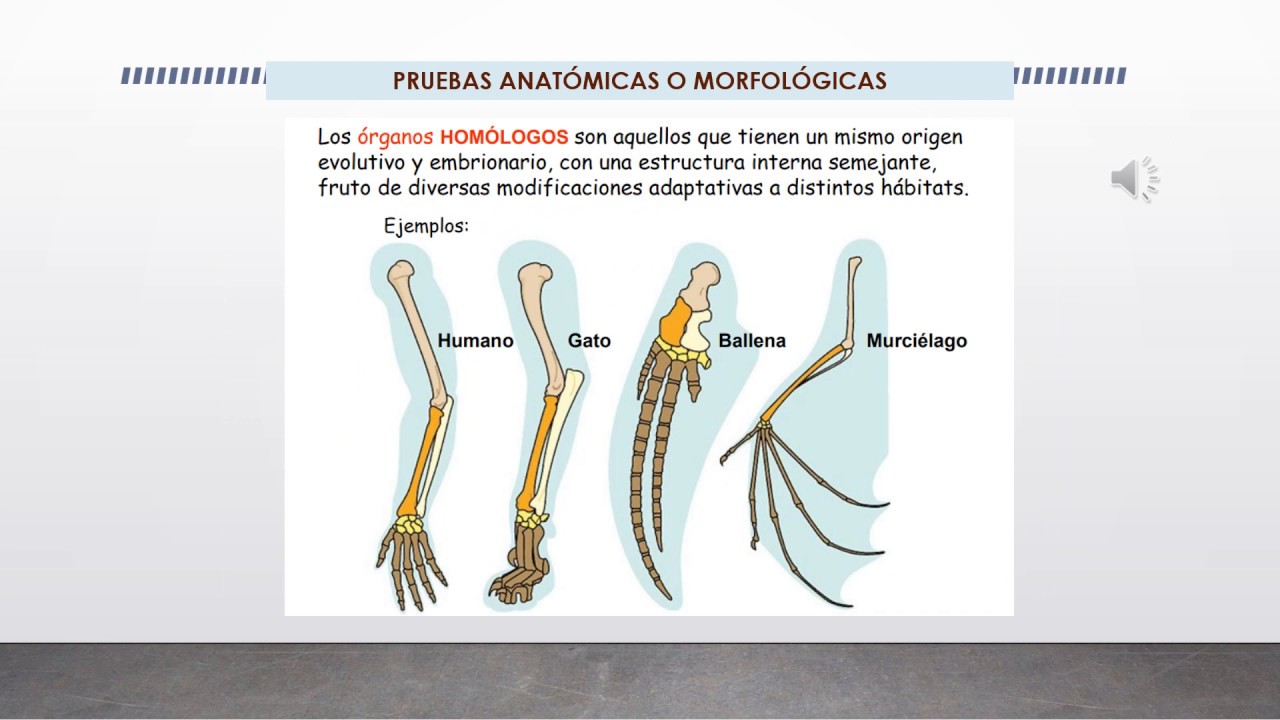 Pruebas evolutivas - YouTube