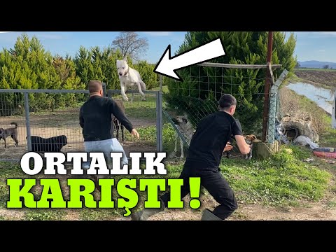 EVİN ÖNÜNDE TARTIŞMA ÇIKTI KÖPEKLER KAPIDAN ATLADI!