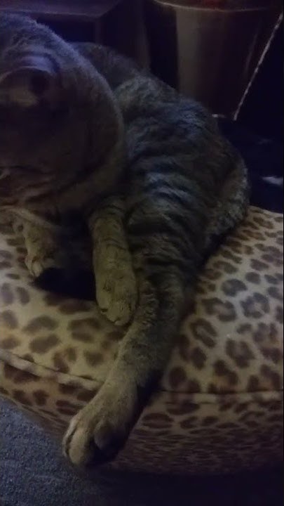 A Cat Getting Ready To Go To Sleep Lol Cat Fun Cute Relaxing Cats Video Youtube Shorts