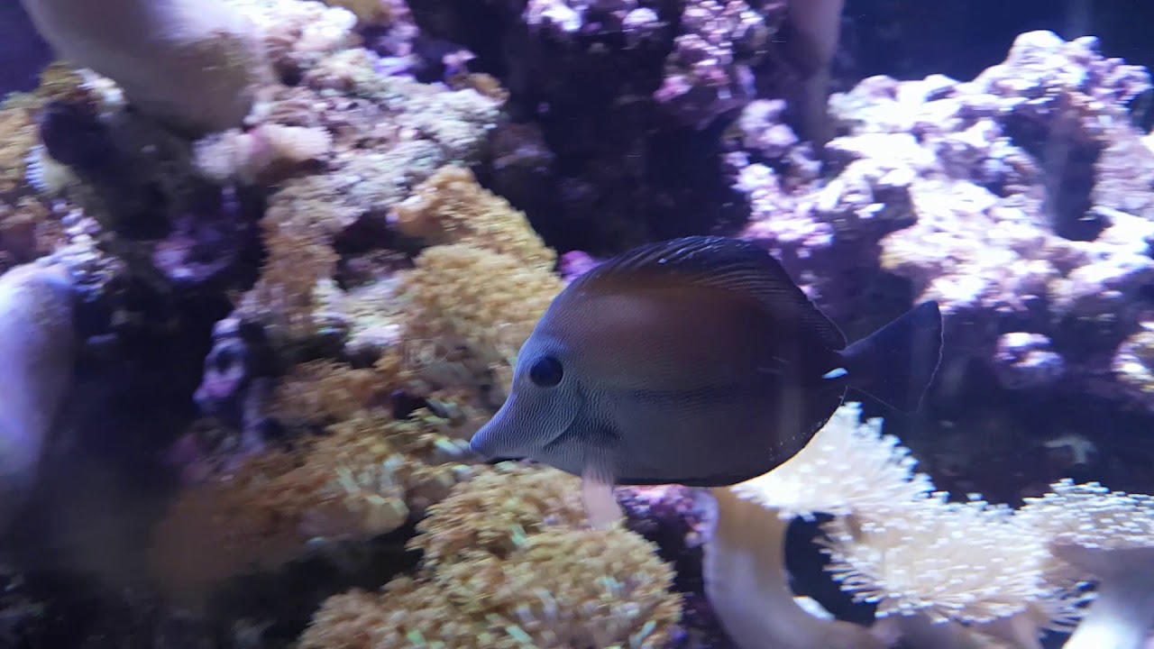 15 January 2018 marine velvet update after 15 days from start - YouTube